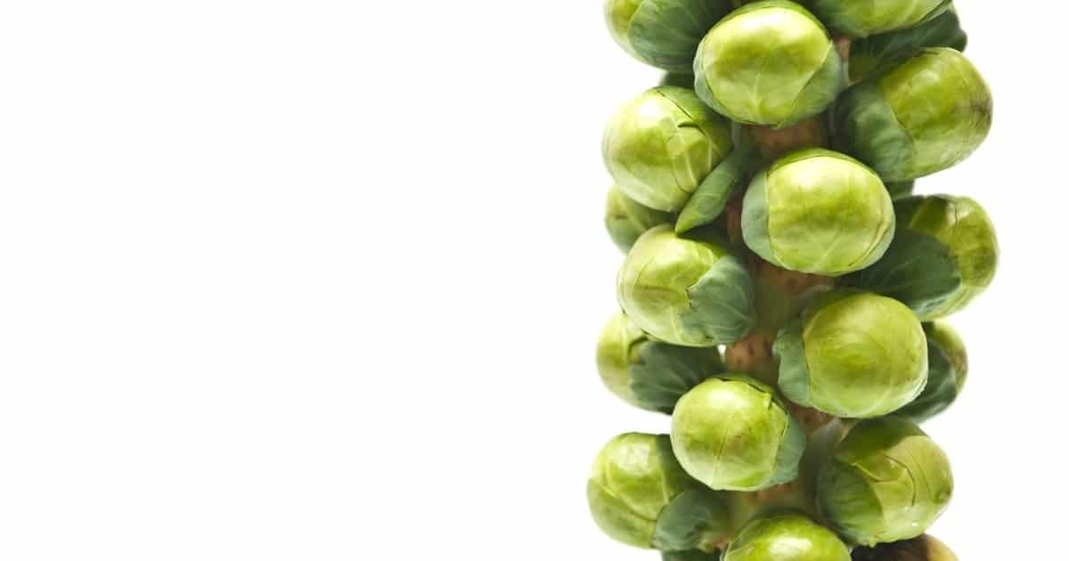 19 Tasty Vegetable Stems You Can Eat (With Pictures) – Kitchensnitches