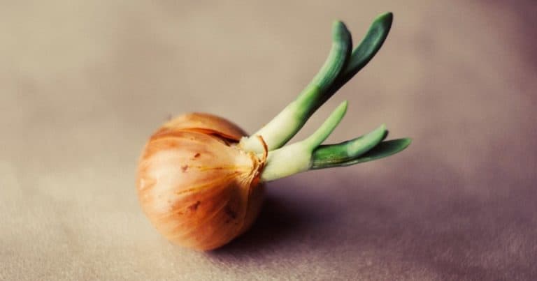19 Tasty Vegetable Stems You Can Eat (With Pictures) – Kitchensnitches